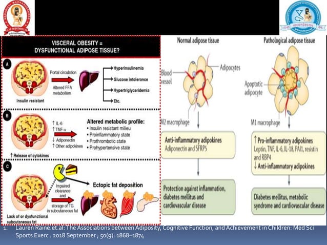 Viseral fat & Cognition.pptx | Endocrine and Metabolic Diseases ...