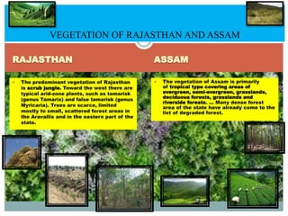 Social science class 10.pptx............. | PPT