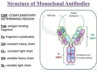 Monoclonal antibody | PPTX | Biological Sciences | Science