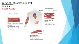 Effect of exercise on musculoskeletal system ppt | PPTX