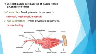 Effect of exercise on musculoskeletal system ppt | PPTX