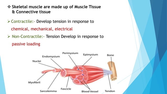 Effect of exercise on musculoskeletal system ppt | PPTX | Fitness and ...