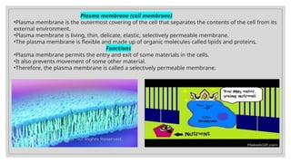 CLASS 9 CHAPTER 5 THE FUNDAMENTAL UNIT OF LIFE | PPTX