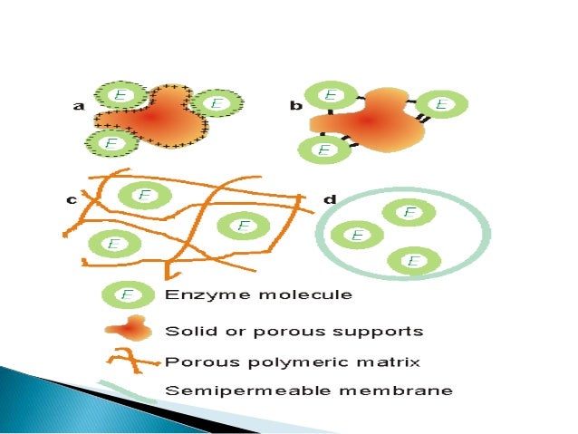 Immobilization of enzymes