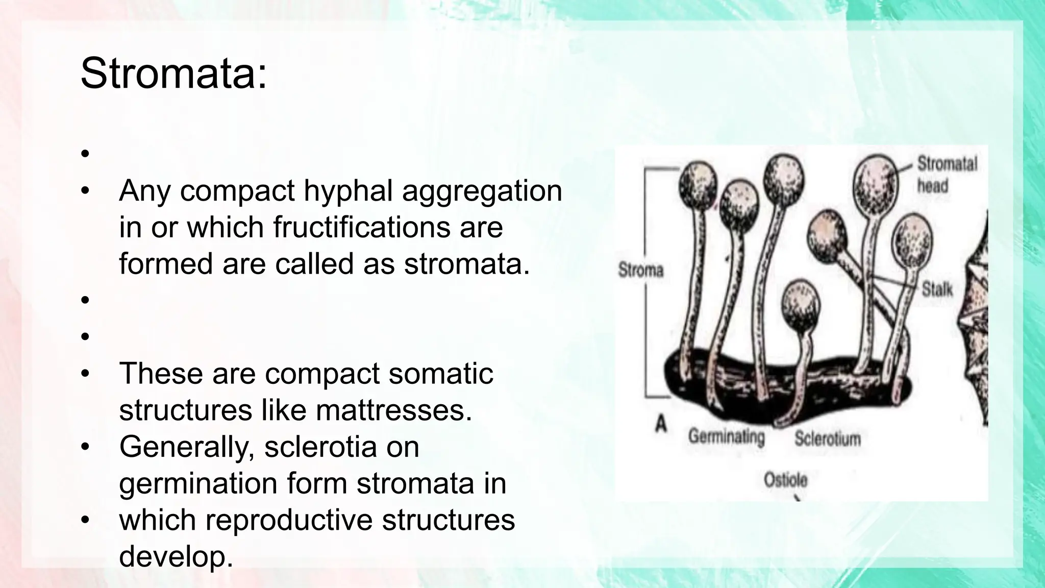 General characteristics of fungi resting spores | PPT