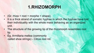 General characteristics of fungi resting spores | PPT