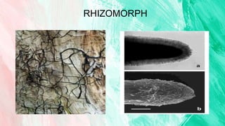 General characteristics of fungi resting spores | PPT