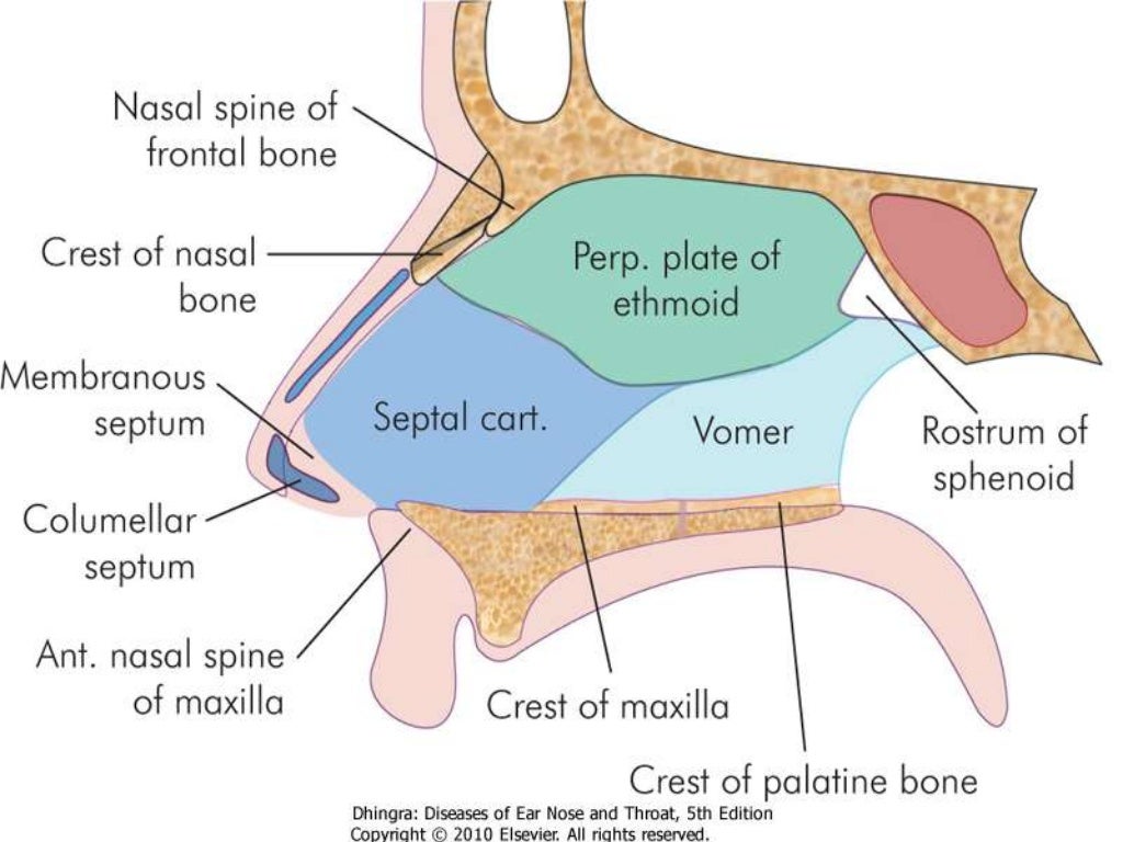 NASAL SEPTAL DISEASES