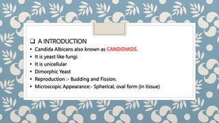 Candida Albicans | PPT