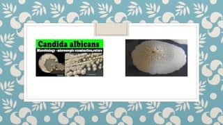 Candida Albicans | PPT