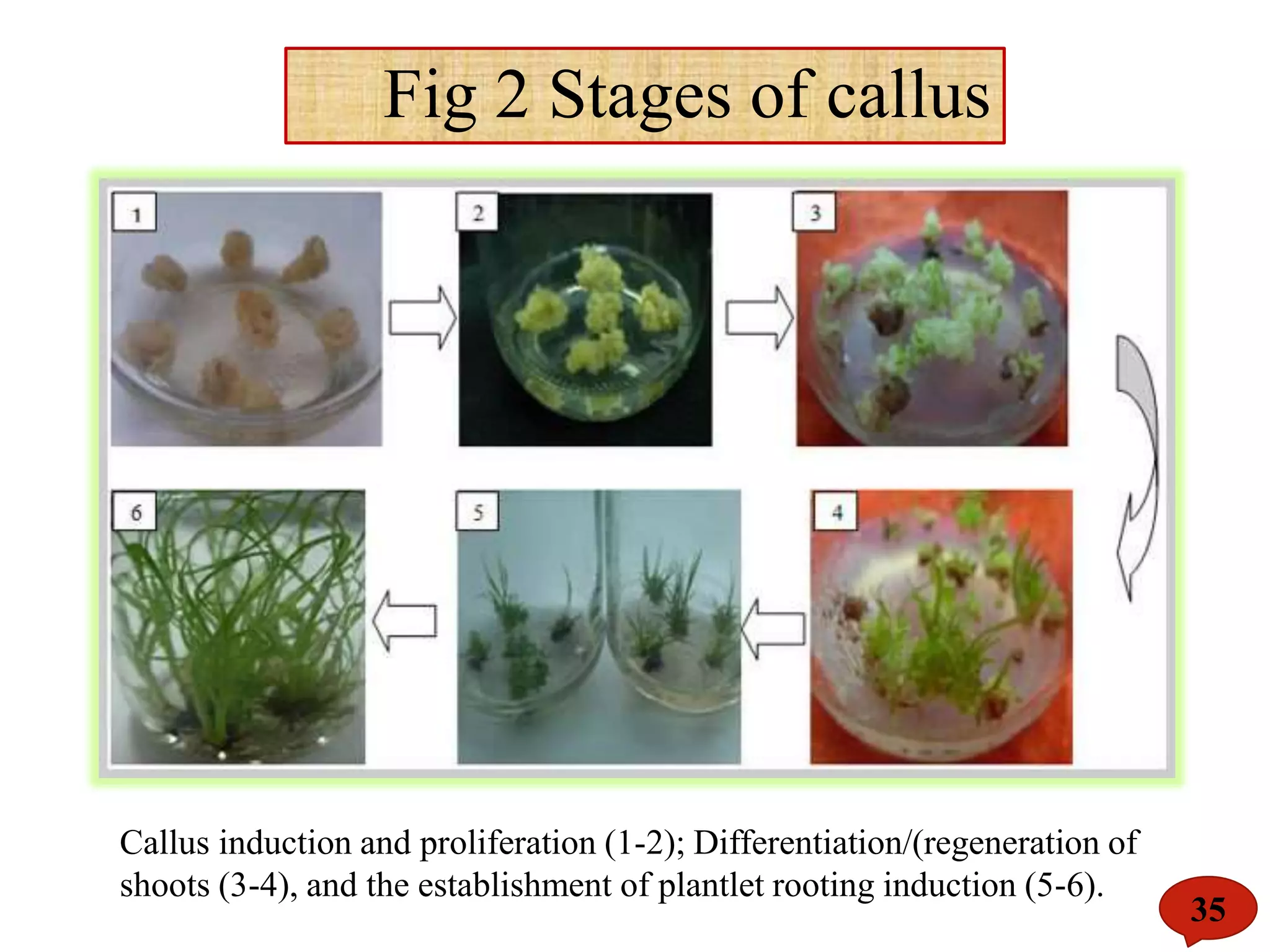 Sugarcane tissue culture ppt | PPTX