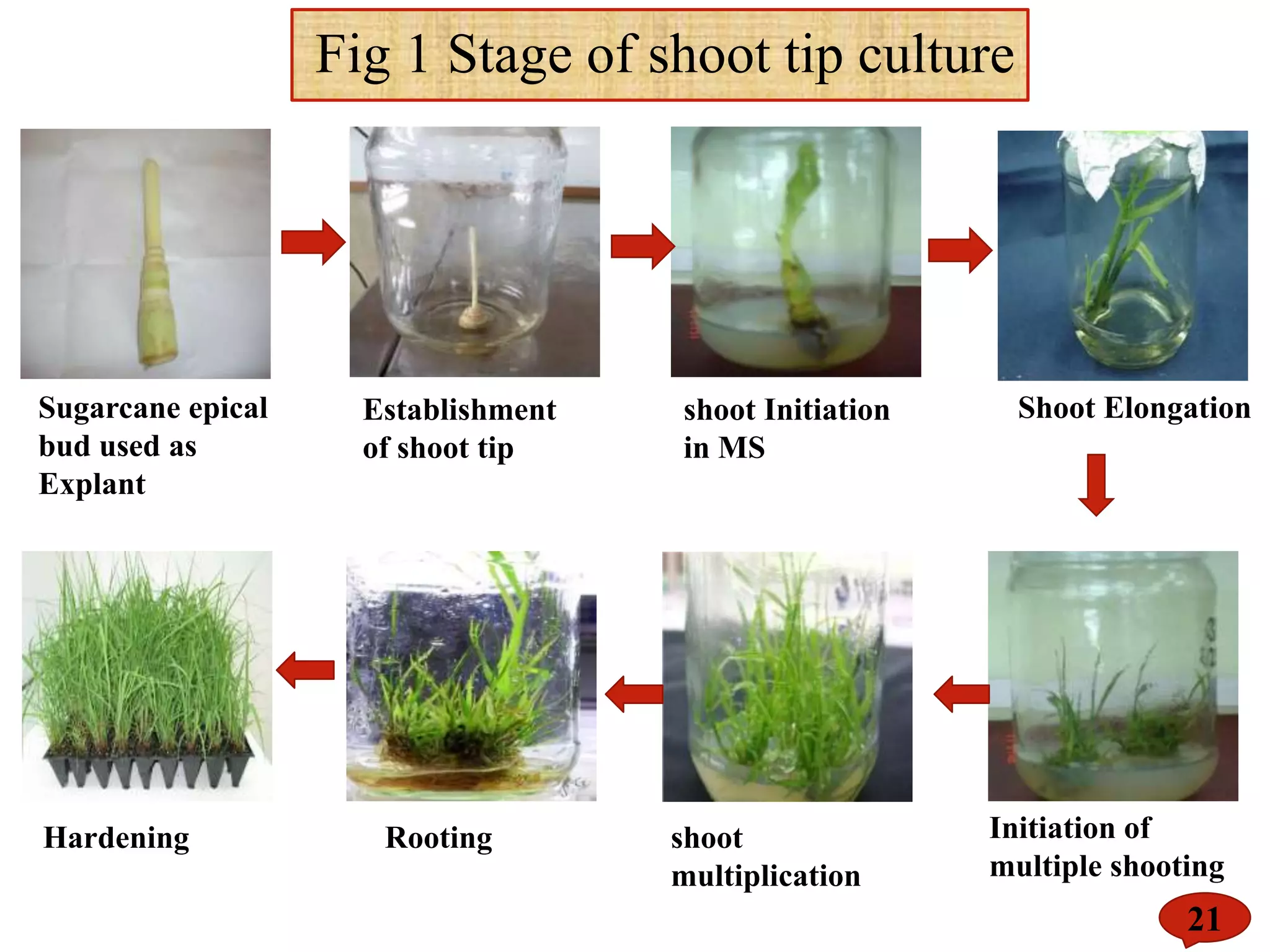 Sugarcane tissue culture ppt | PPTX