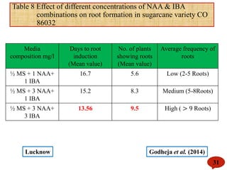 Sugarcane tissue culture ppt | PPTX