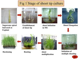 Sugarcane tissue culture ppt | PPT