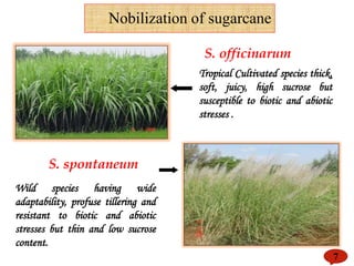 Sugarcane tissue culture ppt | PPT