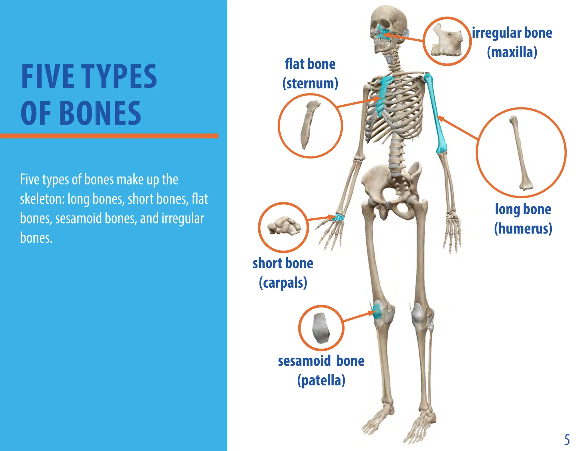 VisibleBody - Types of Bones eBook - 2018.pdf