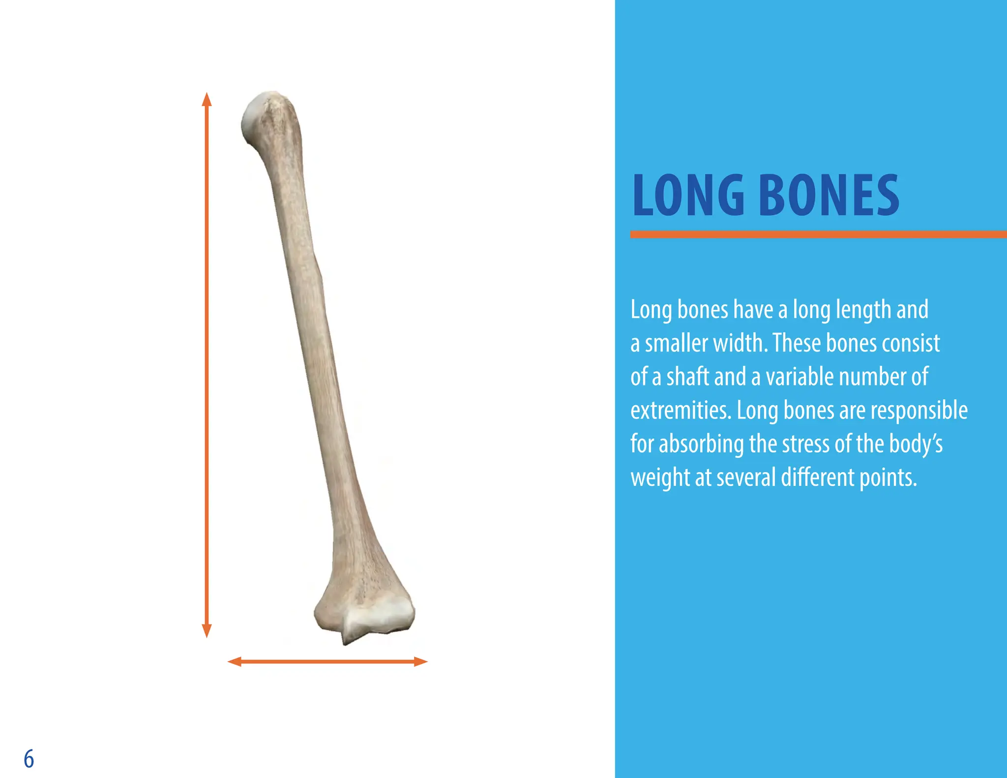 VisibleBody - Types of Bones eBook - 2018.pdf