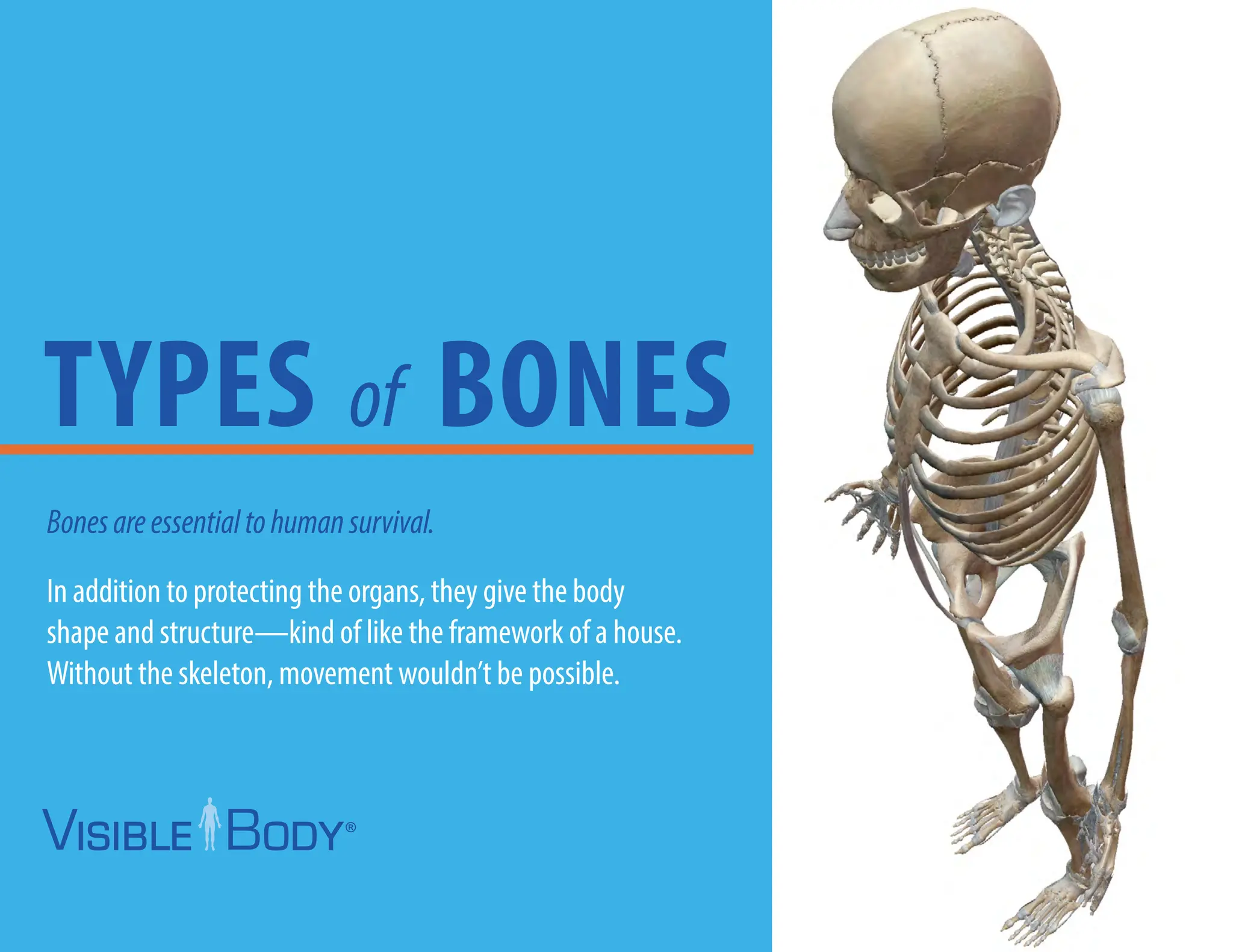 VisibleBody - Types of Bones eBook - 2018.pdf
