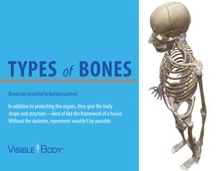 VisibleBody - Types of Bones eBook - 2018.pdf