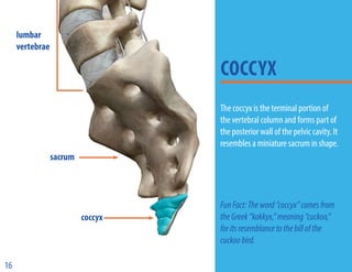 VisibleBody - Types of Bones eBook - 2018.pdf