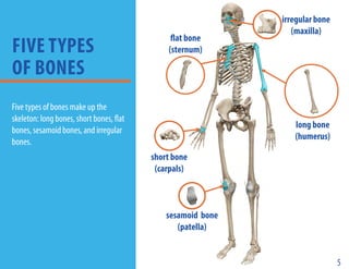 VisibleBody - Types of Bones eBook - 2018.pdf