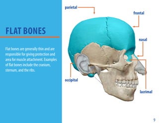VisibleBody - Types of Bones eBook - 2018.pdf
