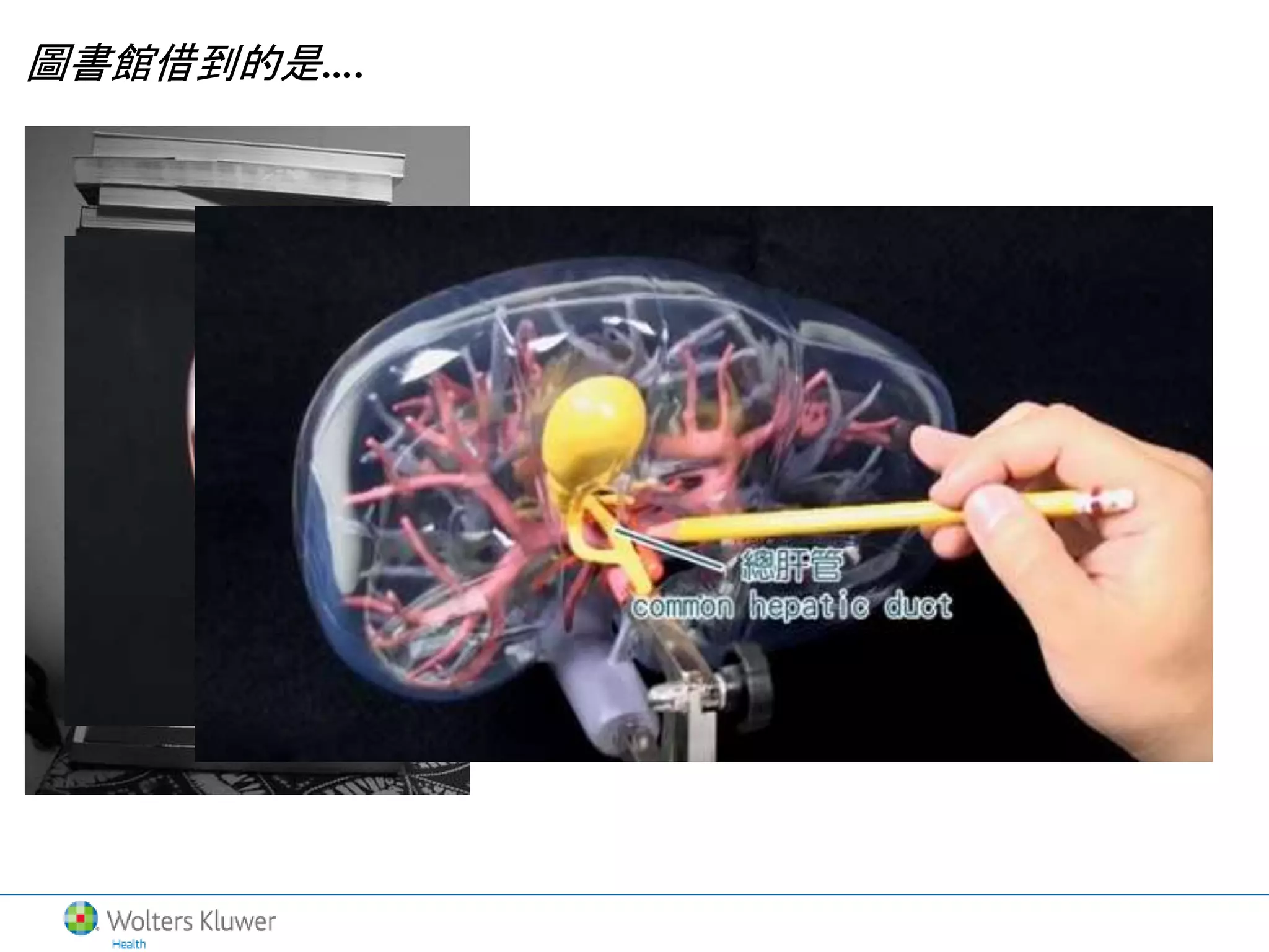 Visible Body - Functional aspect | PPT