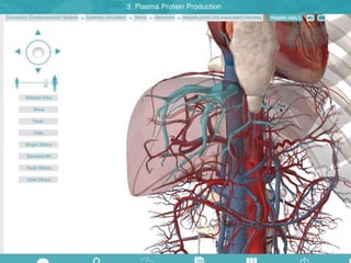 Visible Body - Functional aspect | PPT