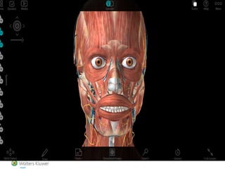 Visible Body - Functional aspect | PPT