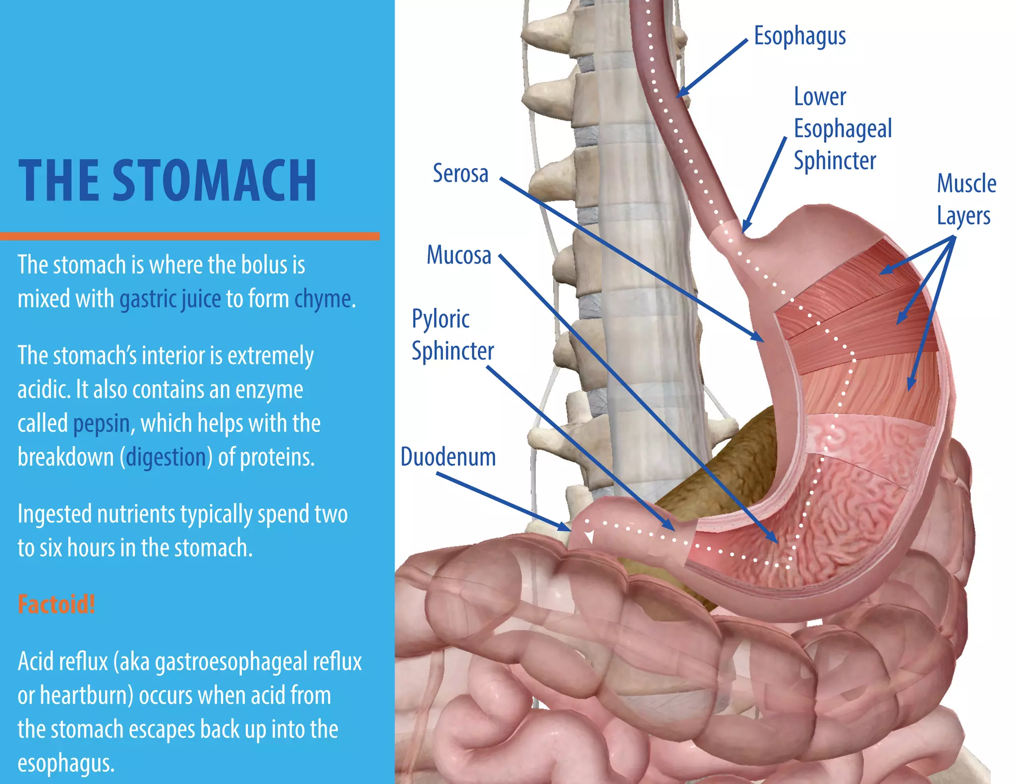 VisibleBody_Digestive_System.pdf