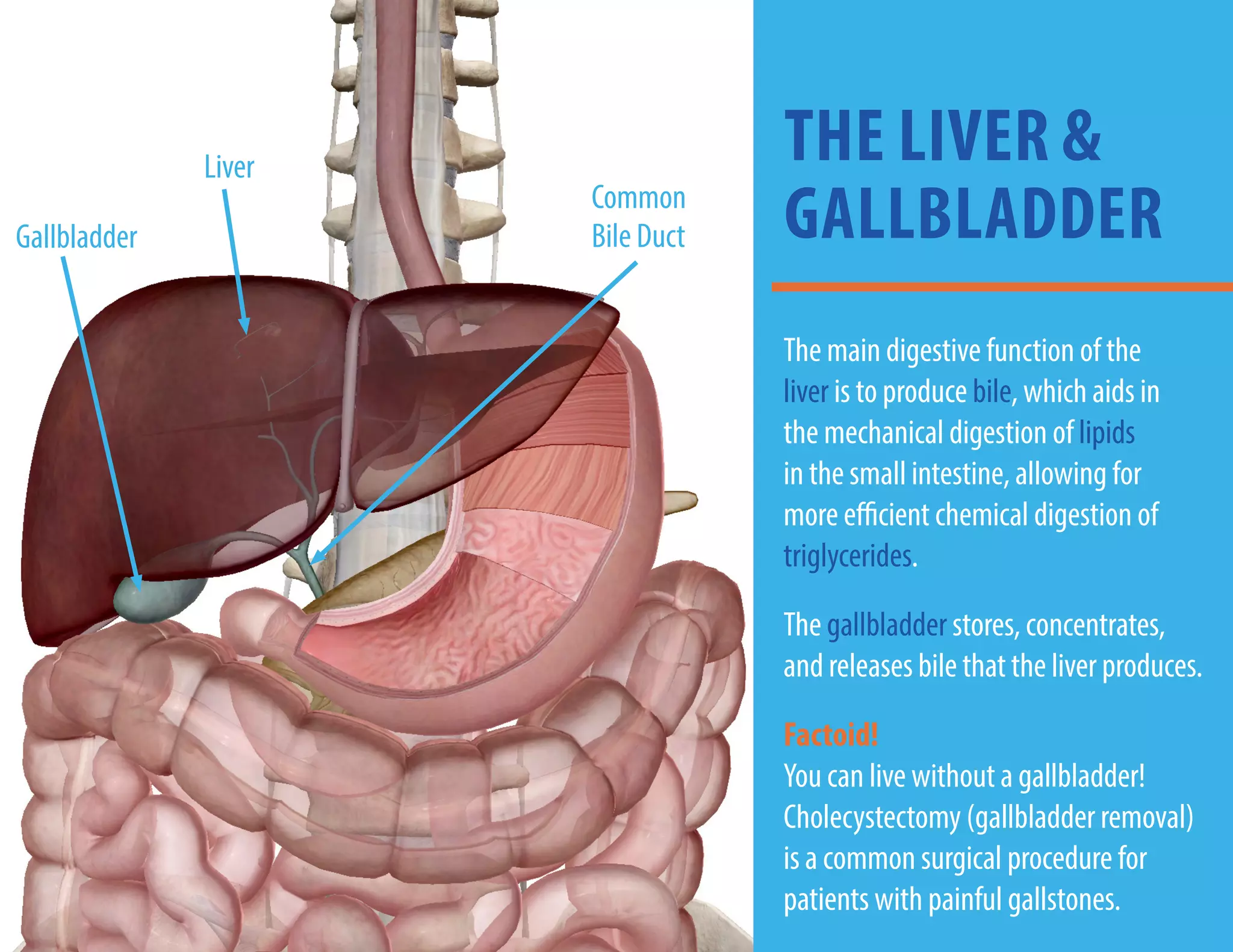 VisibleBody_Digestive_System.pdf
