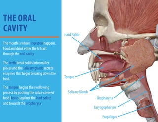 VisibleBody_Digestive_System.pdf