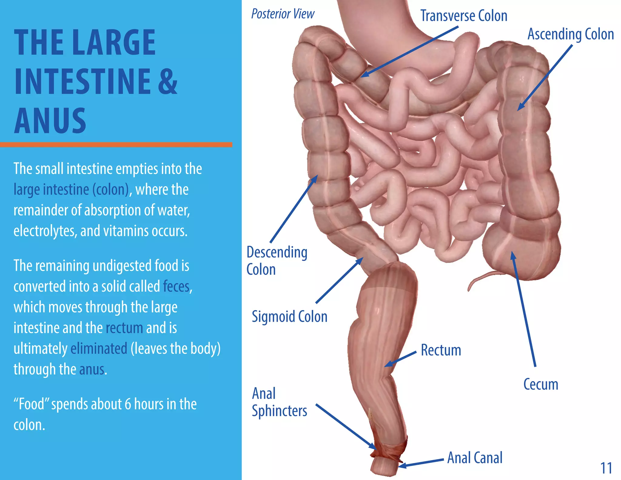 VisibleBody_Digestive_System.pdf