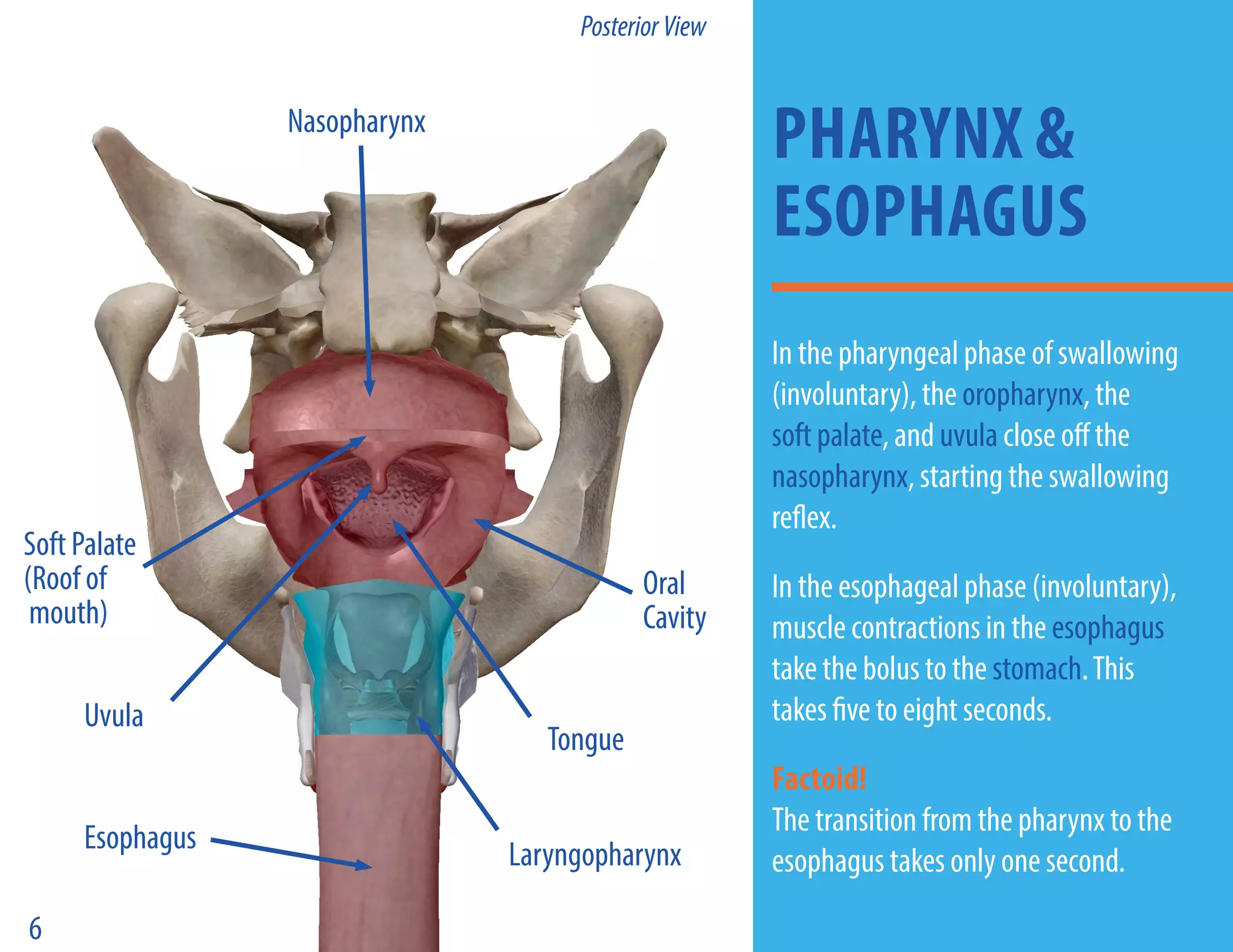 VisibleBody_Digestive_System.pdf