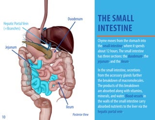 VisibleBody_Digestive_System.pdf