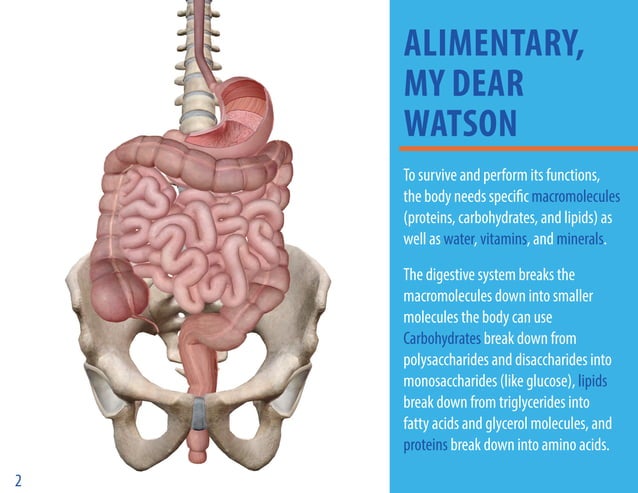 VisibleBody_Digestive_System.pdf