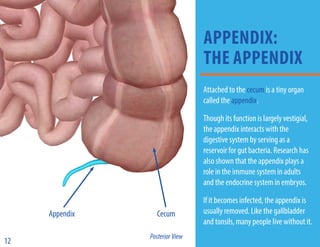 VisibleBody_Digestive_System.pdf