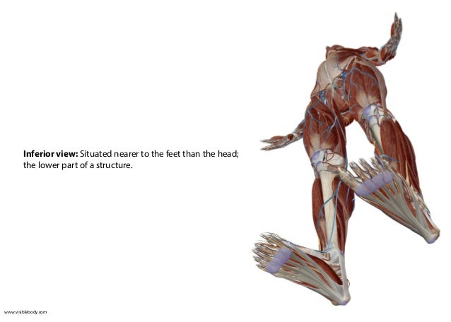[A&P eBook] Planes and Positions | Visible Body