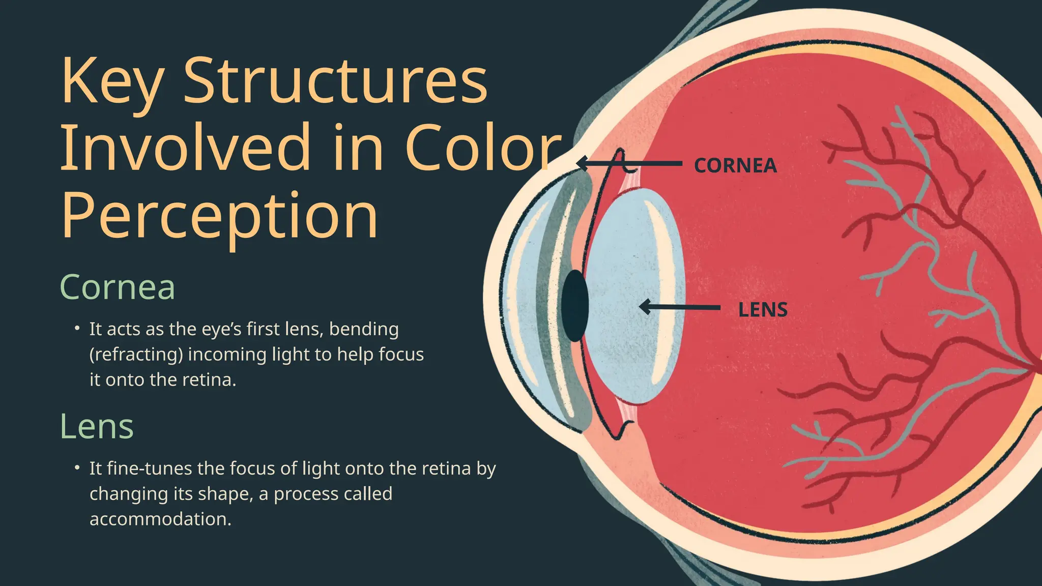 VISIBLE LIGHT / LIGHT SPECTRUM / RAINBOW | PPTX