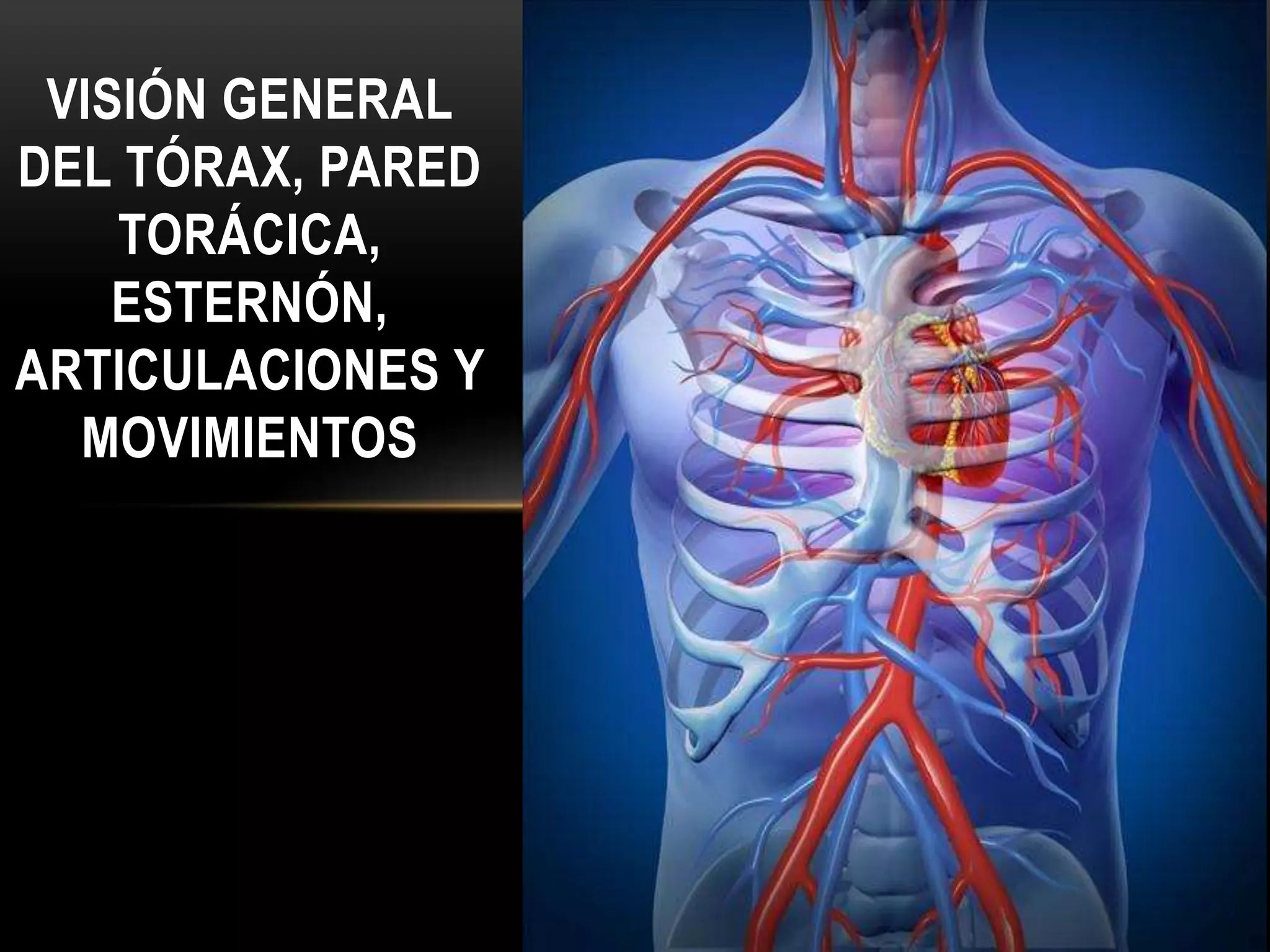Visión general del tórax, pared torácica,.pptx