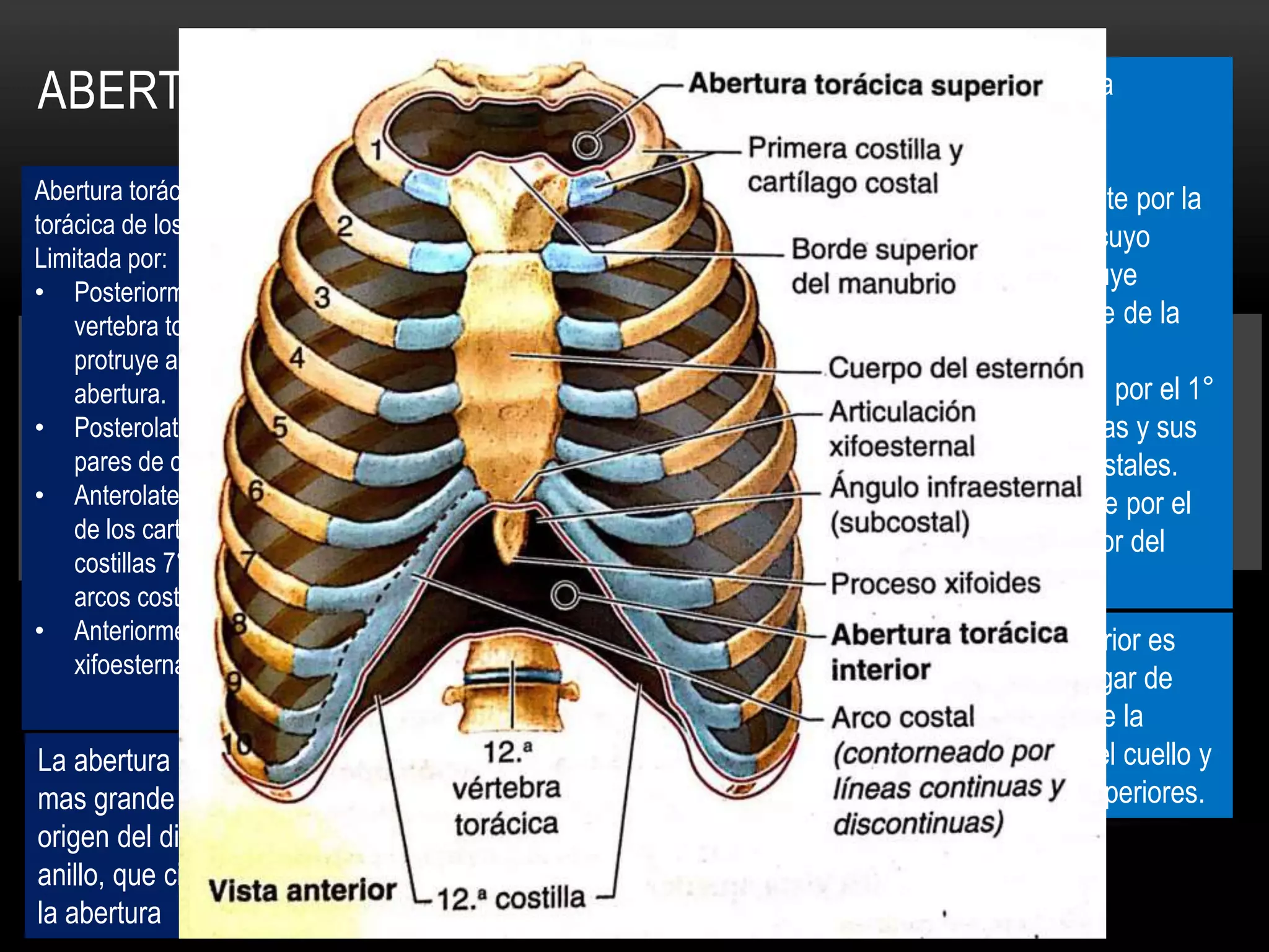Visión general del tórax, pared torácica,.pptx