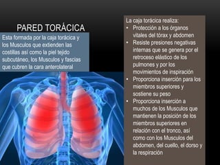 Visión general del tórax, pared torácica,.pptx