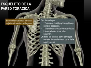 Visión general del tórax, pared torácica,.pptx