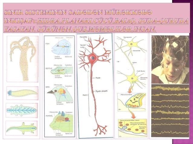 Vi si̇ni̇f heyvanlarin orqanlari və orqanlar si̇stemi̇ | PPT
