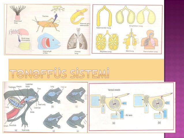 Vi si̇ni̇f heyvanlarin orqanlari və orqanlar si̇stemi̇ | PPT