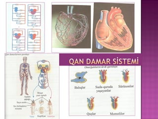 Vi si̇ni̇f heyvanlarin orqanlari və orqanlar si̇stemi̇ | PPT