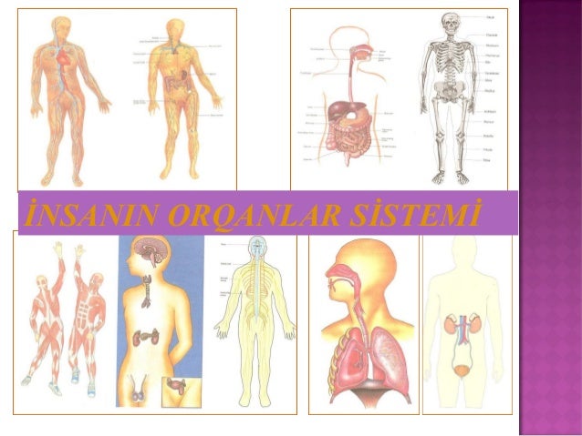 Vi si̇ni̇f heyvanlarin orqanlari və orqanlar si̇stemi̇