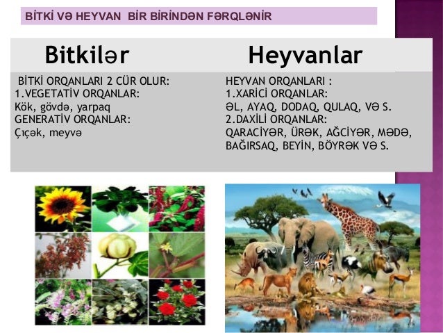 Vi si̇ni̇f heyvanlarin orqanlari və orqanlar si̇stemi̇