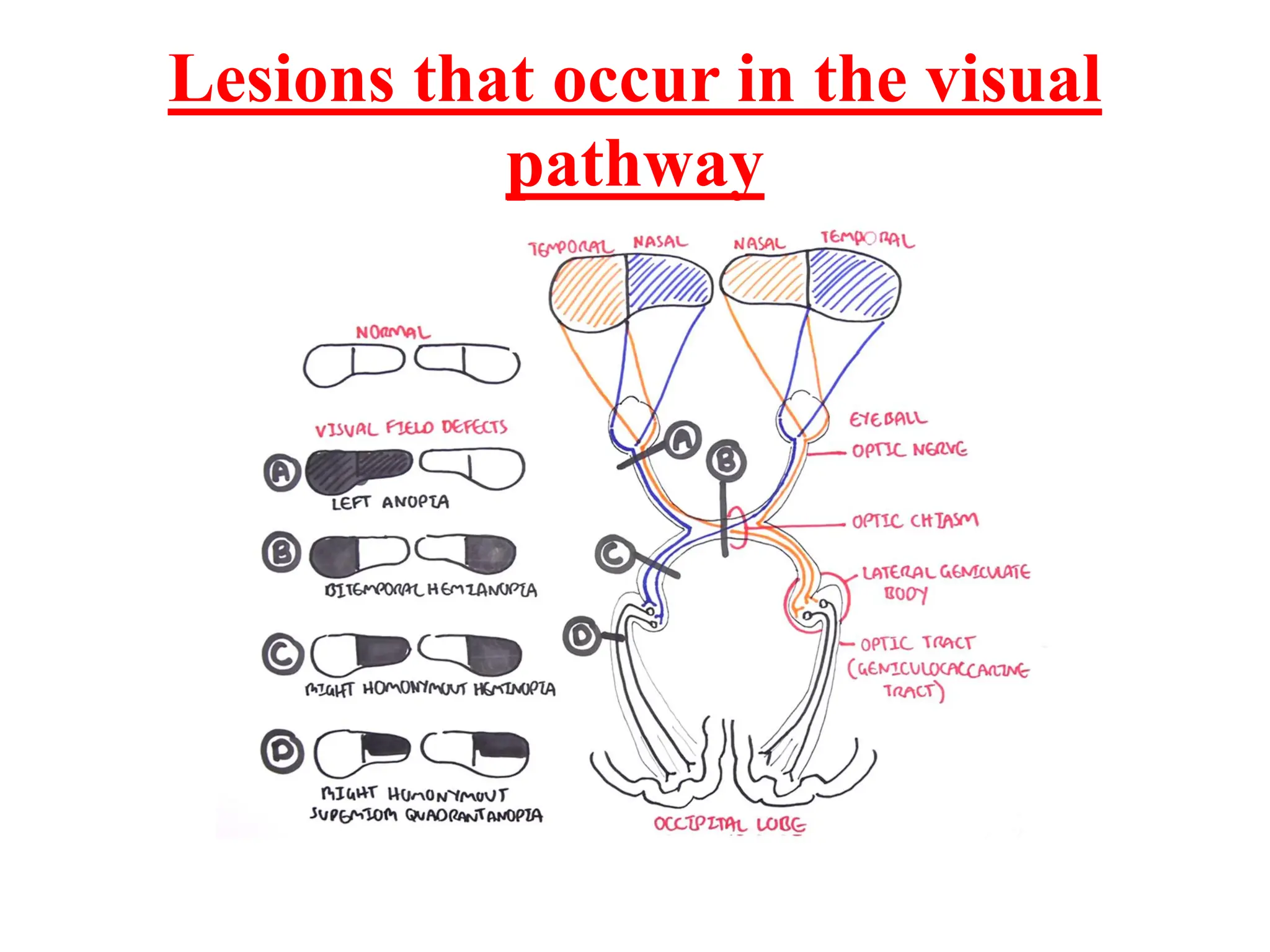 VISION IN ANIMALS VETERINARY PHYSIOLOGY.pdf