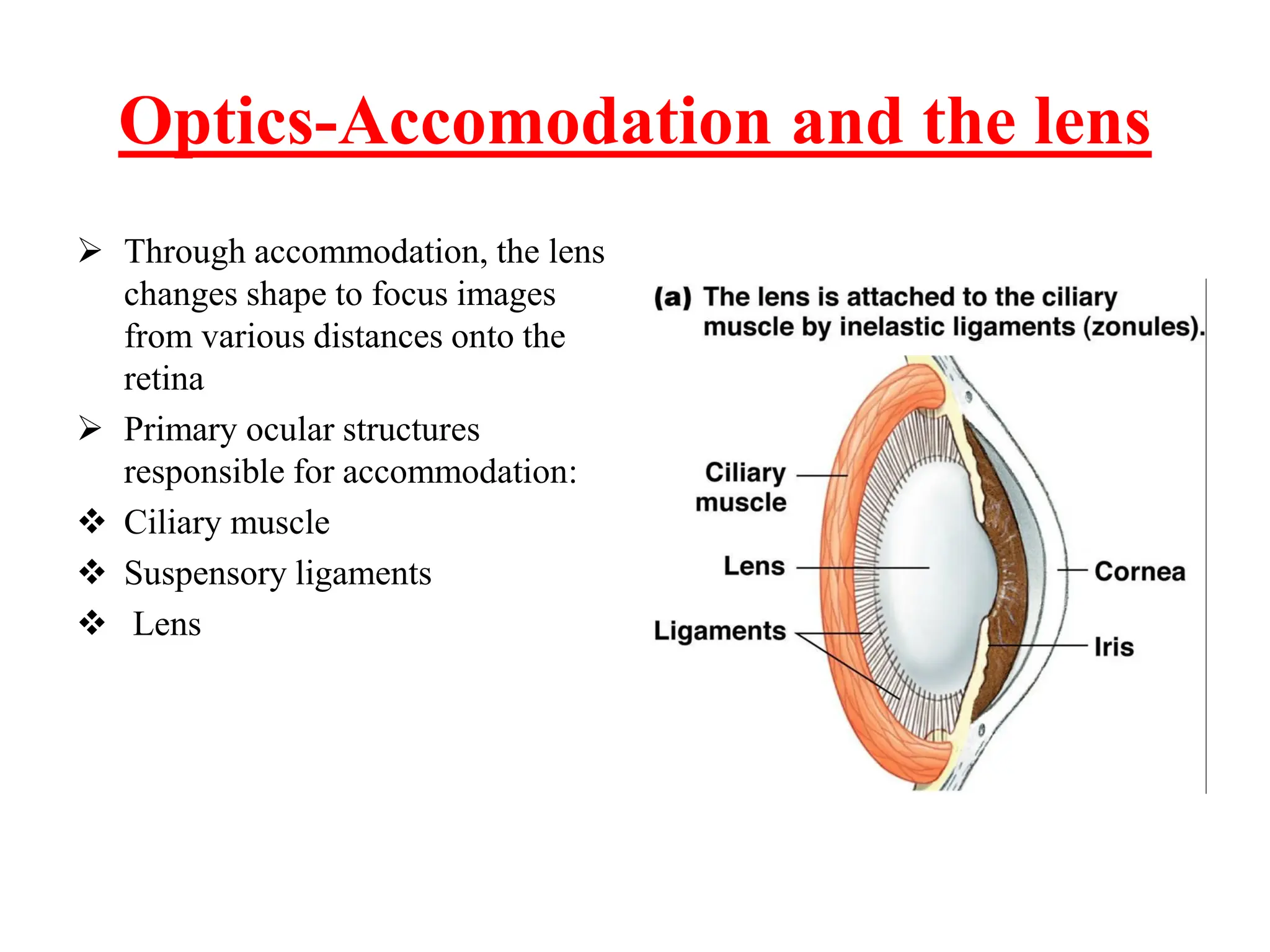 VISION IN ANIMALS VETERINARY PHYSIOLOGY.pdf